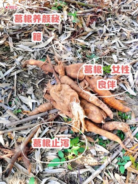 野葛根丰胸真的有用吗_野葛根怎么吃丰胸效果最好-第1张图片-山城妙识