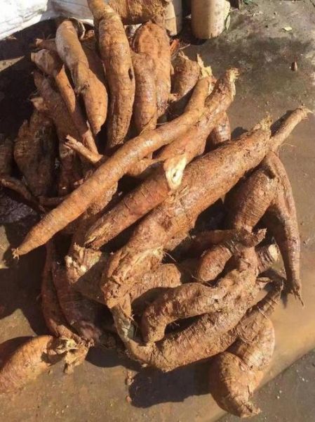 野葛根丰胸真的有用吗_野葛根怎么吃丰胸效果最好-第3张图片-山城妙识