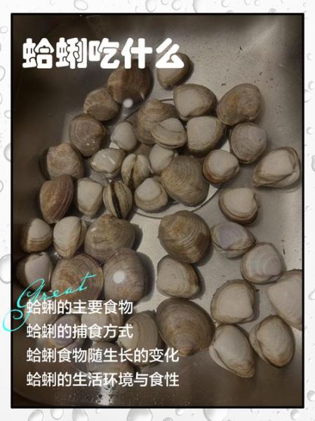 花蛤死了还能吃吗_如何判断花蛤新鲜-第1张图片-山城妙识