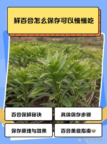鲜百合吃前用焯水吗_百合焯水正确方法-第3张图片-山城妙识