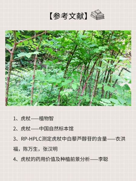 虎杖的功效与作用_虎杖能降尿酸吗-第3张图片-山城妙识