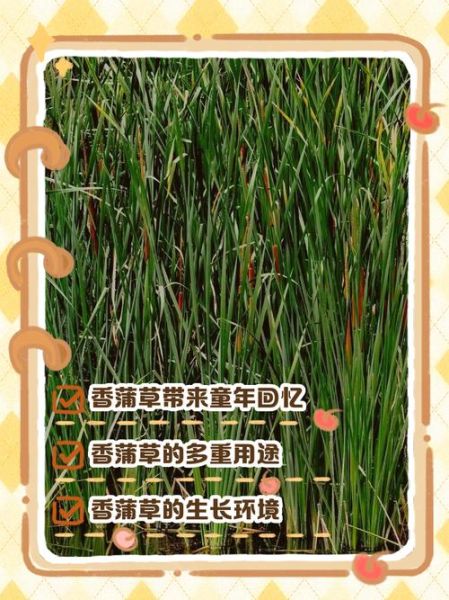 香蒲草的功效与作用_香蒲草怎么吃-第1张图片-山城妙识
