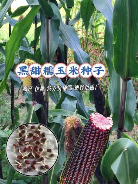 黑糯玉米的功效与作用_黑糯玉米适合什么人吃-第2张图片-山城妙识
