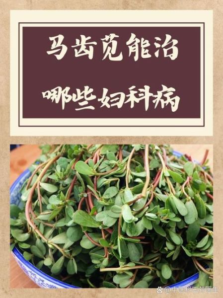 马齿苋在农村叫什么_马齿苋的别名有哪些-第1张图片-山城妙识