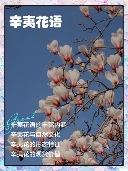 辛夷花的花语是什么_辛夷花适合送什么人-第2张图片-山城妙识
