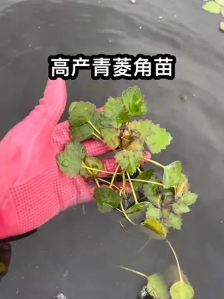 菱角长在水里吗_菱角怎么种植-第2张图片-山城妙识