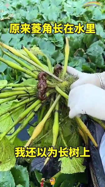 菱角长在水里吗_菱角怎么种植-第3张图片-山城妙识
