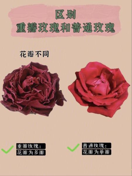 食用玫瑰花图片_如何挑选可食用玫瑰-第3张图片-山城妙识