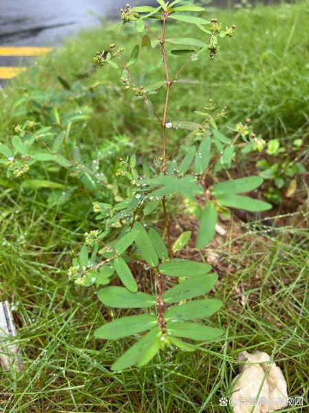 通草的功效与作用_通草能下奶吗-第3张图片-山城妙识