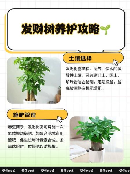 发财树怎么养_发财树养殖注意事项-第2张图片-山城妙识