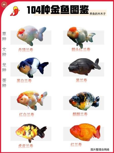 金鱼图片大全大图名称_如何挑选高清壁纸-第2张图片-山城妙识