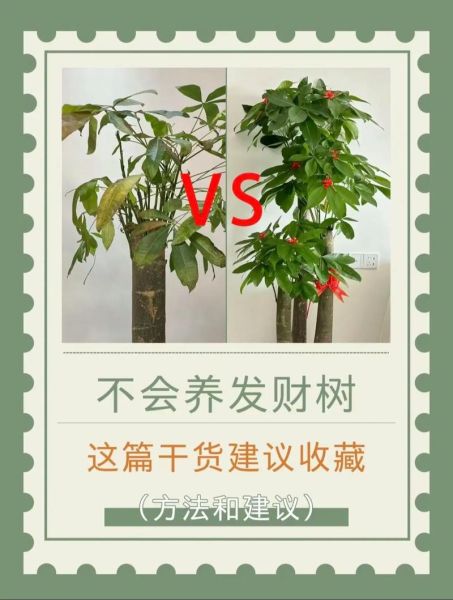 发财树怎么养_发财树养殖注意事项-第1张图片-山城妙识