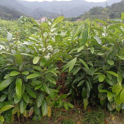 桂皮树长什么样_如何识别真正的肉桂树-第2张图片-山城妙识