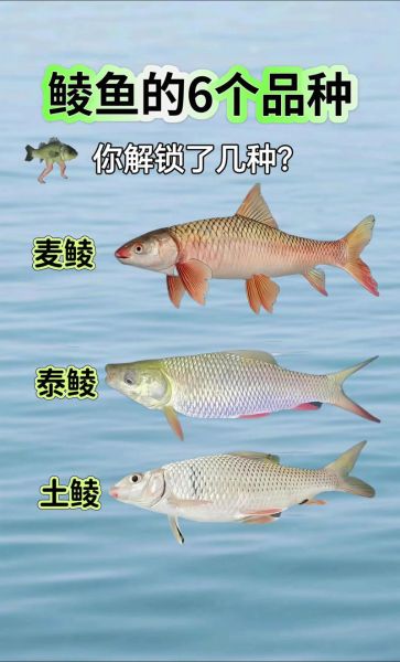 鲮鱼图片大全大图_鲮鱼有哪些常见种类-第1张图片-山城妙识