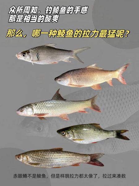 鲮鱼图片大全大图_鲮鱼有哪些常见种类-第2张图片-山城妙识