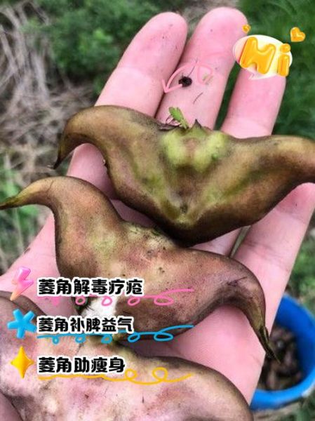菱角长在泥里还是水里_菱角生长环境详解-第1张图片-山城妙识