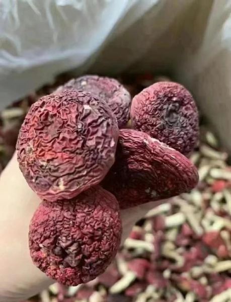 红菇怎么做好吃_红菇的功效与作用-第3张图片-山城妙识