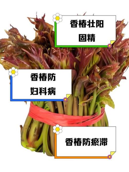 香椿对妇科有疗效吗_香椿怎么吃调理妇科-第1张图片-山城妙识