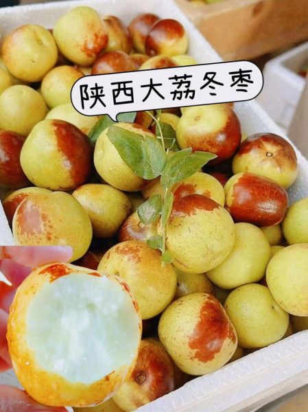 大荔冬枣的功效与作用_孕妇能吃吗-第1张图片-山城妙识