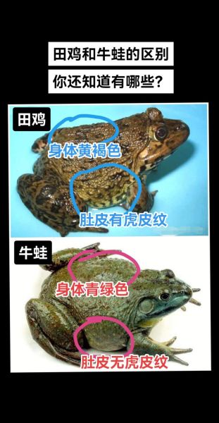 野生田鸡图片_如何辨别真假-第1张图片-山城妙识 野生田鸡图片_如何辨别真假-第1张图片-山城妙识