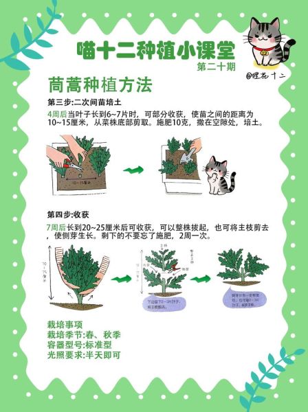 茼蒿菜怎么种植_茼蒿菜什么时候播种-第1张图片-山城妙识 茼蒿菜怎么种植_茼蒿菜什么时候播种-第1张图片-山城妙识