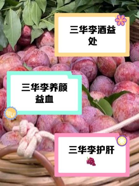 三华李的功效与害处_孕妇能吃吗-第3张图片-山城妙识 三华李的功效与害处_孕妇能吃吗-第3张图片-山城妙识