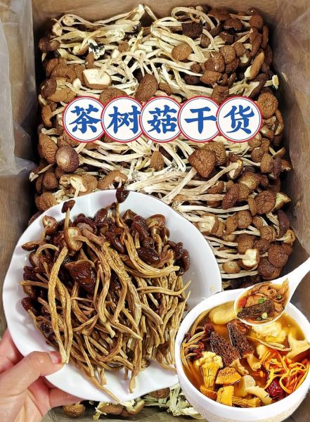 茶树菇怎么种_茶树菇种植技术要点-第3张图片-山城妙识 茶树菇怎么种_茶树菇种植技术要点-第3张图片-山城妙识