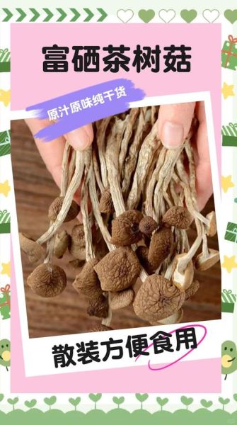 茶树菇怎么种_茶树菇种植技术要点-第2张图片-山城妙识 茶树菇怎么种_茶树菇种植技术要点-第2张图片-山城妙识