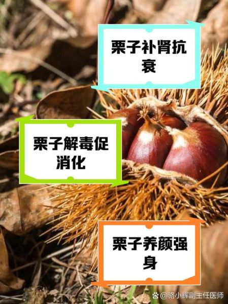 吃栗子的功效与作用_吃栗子会上火吗-第3张图片-山城妙识 吃栗子的功效与作用_吃栗子会上火吗-第3张图片-山城妙识