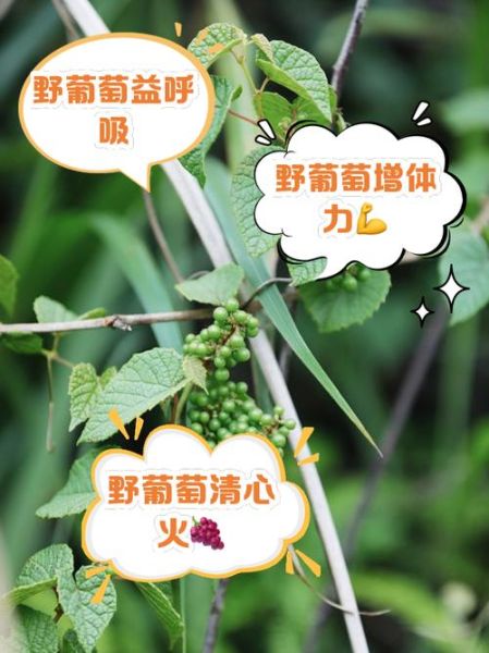 野葡萄的功效与作用_野葡萄怎么吃效果最好-第1张图片-山城妙识 野葡萄的功效与作用_野葡萄怎么吃效果最好-第1张图片-山城妙识