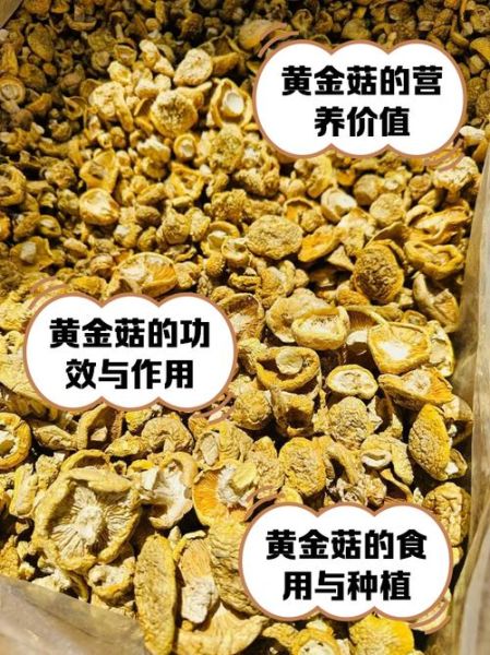 野生黄金菇图片_如何辨别真假-第1张图片-山城妙识 野生黄金菇图片_如何辨别真假-第1张图片-山城妙识