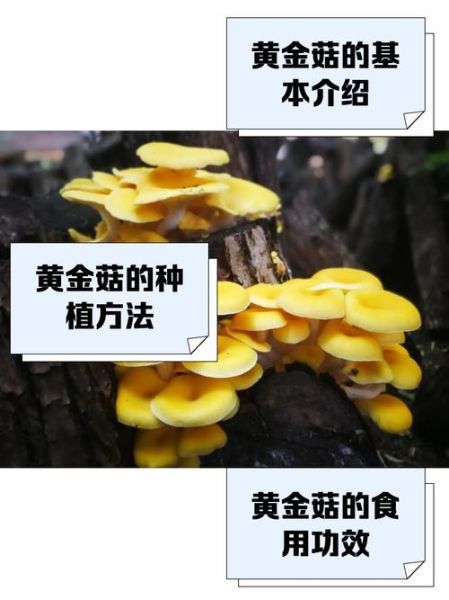 野生黄金菇图片_如何辨别真假-第2张图片-山城妙识 野生黄金菇图片_如何辨别真假-第2张图片-山城妙识
