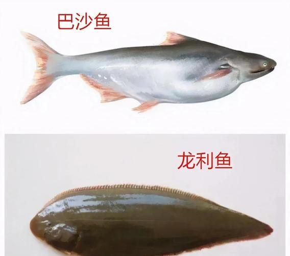 巴沙鱼和龙利鱼有什么区别_哪个更适合宝宝吃-第1张图片-山城妙识 巴沙鱼和龙利鱼有什么区别_哪个更适合宝宝吃-第1张图片-山城妙识