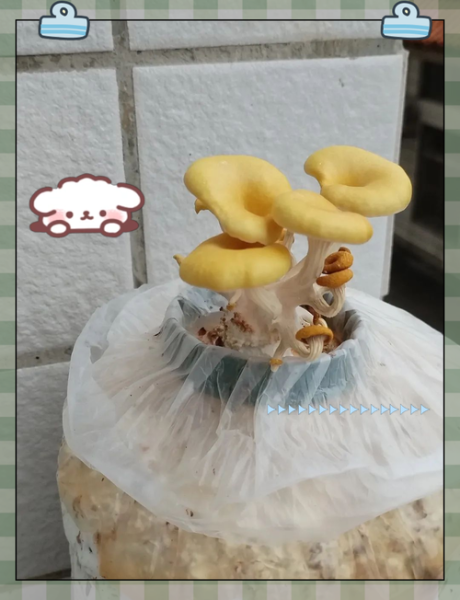 野生黄金菇图片_如何辨别真假-第3张图片-山城妙识 野生黄金菇图片_如何辨别真假-第3张图片-山城妙识