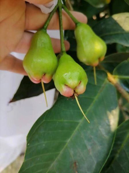 腰果苹果和莲雾的区别_哪个更好吃-第2张图片-山城妙识 腰果苹果和莲雾的区别_哪个更好吃-第2张图片-山城妙识