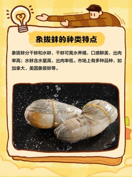 象拔蚌和鲍鱼为什么那么像_区别在哪里-第2张图片-山城妙识 象拔蚌和鲍鱼为什么那么像_区别在哪里-第2张图片-山城妙识