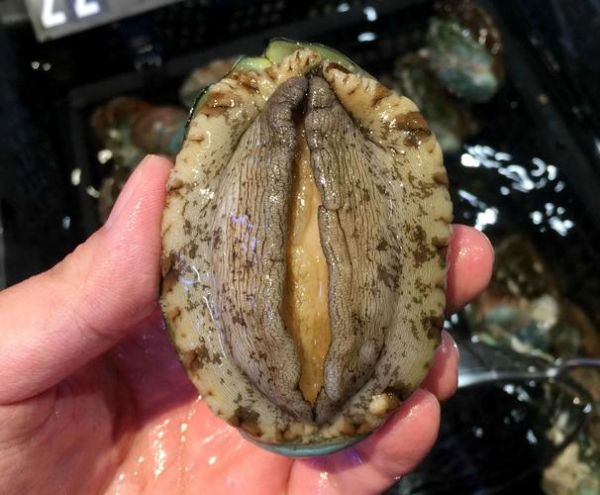 象拔蚌和鲍鱼为什么那么像_区别在哪里-第1张图片-山城妙识 象拔蚌和鲍鱼为什么那么像_区别在哪里-第1张图片-山城妙识