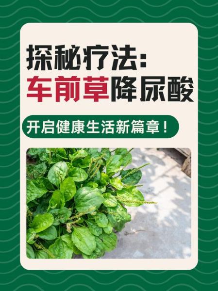 车前子能降尿酸吗_车前子治疗痛风怎么用-第1张图片-山城妙识