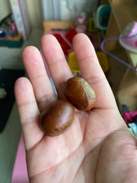 迁西板栗多少钱一斤_迁西板栗价格行情-第1张图片-山城妙识 迁西板栗多少钱一斤_迁西板栗价格行情-第1张图片-山城妙识