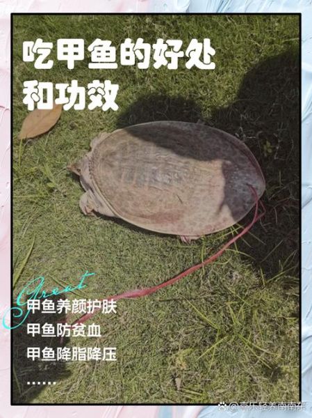 甲鱼功效作用有哪些_吃甲鱼真的能滋阴补肾吗-第1张图片-山城妙识 甲鱼功效作用有哪些_吃甲鱼真的能滋阴补肾吗-第1张图片-山城妙识
