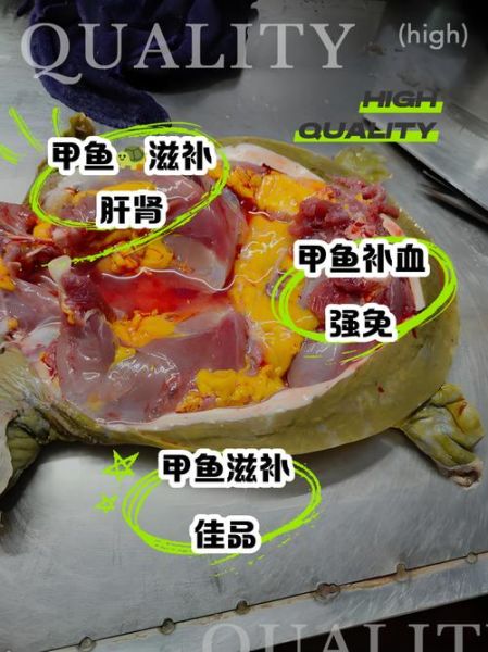 甲鱼功效作用有哪些_吃甲鱼真的能滋阴补肾吗-第2张图片-山城妙识 甲鱼功效作用有哪些_吃甲鱼真的能滋阴补肾吗-第2张图片-山城妙识
