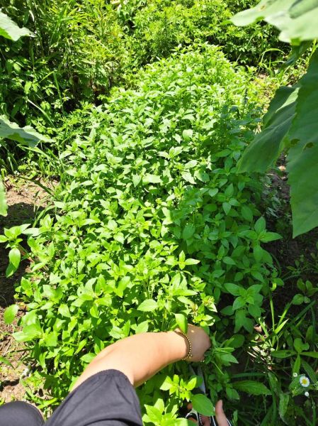 荆芥什么时候种_荆芥怎么种才能高产-第3张图片-山城妙识 荆芥什么时候种_荆芥怎么种才能高产-第3张图片-山城妙识
