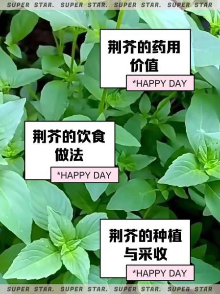 荆芥什么时候种_荆芥怎么种才能高产-第2张图片-山城妙识 荆芥什么时候种_荆芥怎么种才能高产-第2张图片-山城妙识