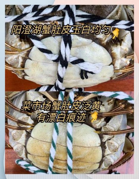 阳澄湖大闸蟹公母价格区别_如何挑选更划算-第3张图片-山城妙识 阳澄湖大闸蟹公母价格区别_如何挑选更划算-第3张图片-山城妙识