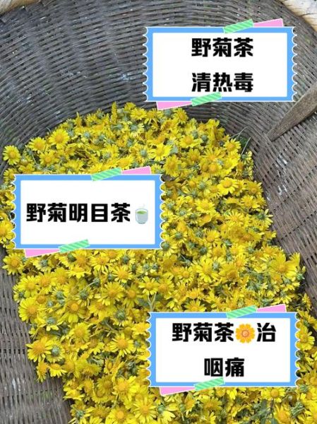 野菊花泡水喝的功效与作用_野菊花能治哪些病-第2张图片-山城妙识 野菊花泡水喝的功效与作用_野菊花能治哪些病-第2张图片-山城妙识