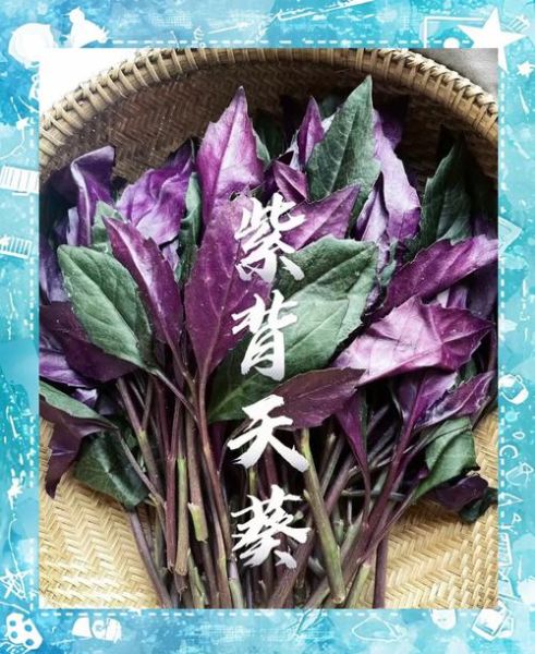 紫背菜怎么炒好吃_紫背菜的家常做法-第1张图片-山城妙识