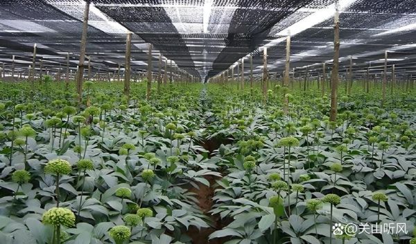 野三七的功效与作用_野三七和三七区别-第3张图片-山城妙识