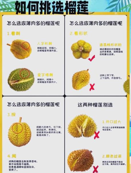 怎样挑选榴莲皮薄肉多_榴莲皮薄肉多的挑选技巧-第1张图片-山城妙识 怎样挑选榴莲皮薄肉多_榴莲皮薄肉多的挑选技巧-第1张图片-山城妙识