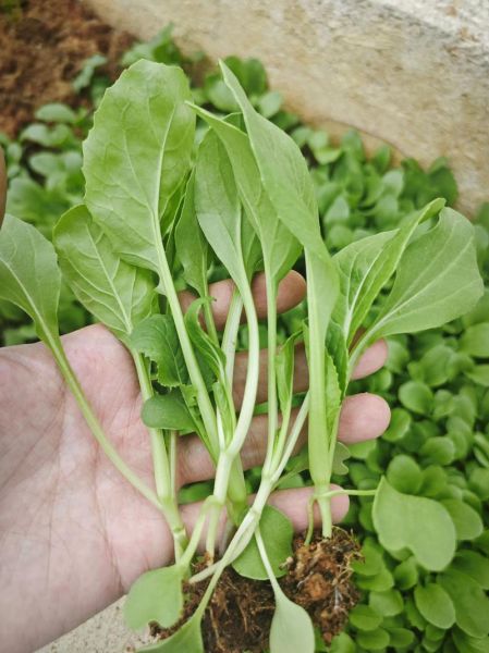 鸡毛菜多久可以采收_鸡毛菜种植步骤详解-第1张图片-山城妙识 鸡毛菜多久可以采收_鸡毛菜种植步骤详解-第1张图片-山城妙识