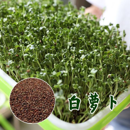 鸡毛菜多久可以采收_鸡毛菜种植步骤详解-第3张图片-山城妙识 鸡毛菜多久可以采收_鸡毛菜种植步骤详解-第3张图片-山城妙识